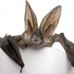 Bat Thought to be Extinct Found Again 120 Years Later