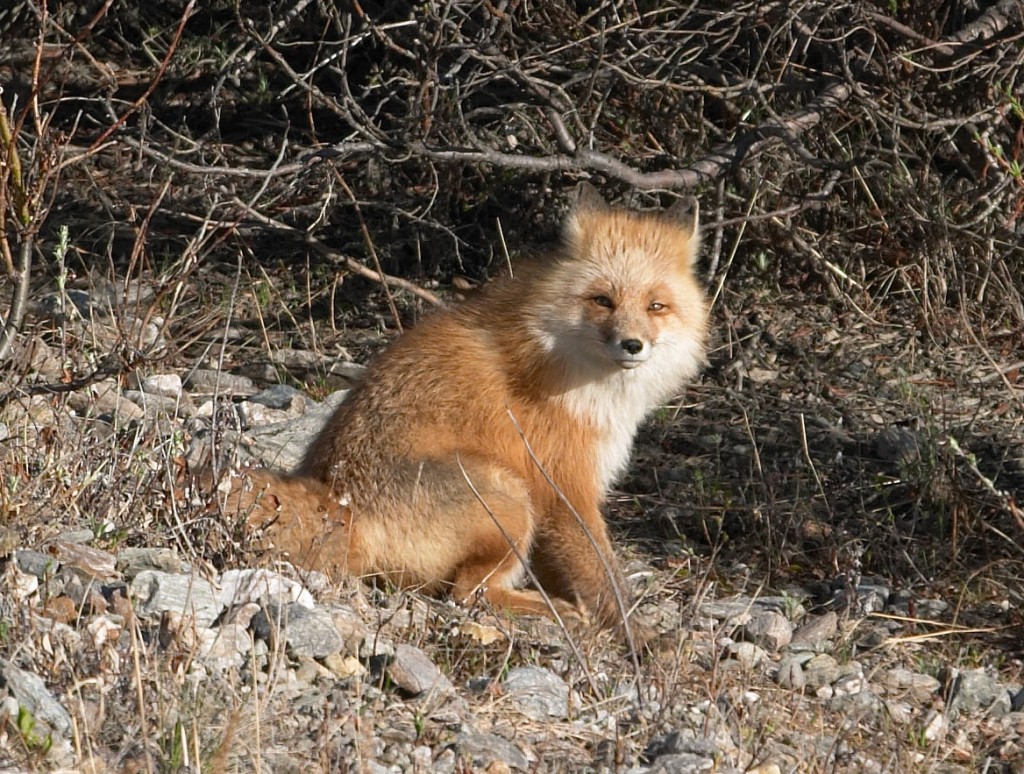 Fox sounds you may not know exist, So watch this video