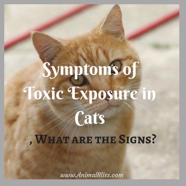 Symptoms of Toxic Exposure in Cats, What are the Signs?