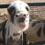 11 Goofy Animal Pics That I Promise Will Make You Smile