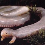 Mexican Mole Lizard, 2-Legged Oddball Wormlike Lizard