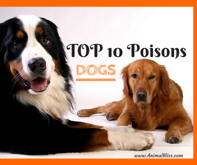 Top 10 Poisons for Dogs, Beware These Dangerous Toxins