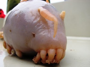 What is a Sea Pig? Icky Mushy, Mushy Sea Cucumber Thing?