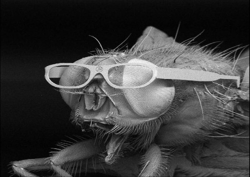 Maggot Facts You Never Wanted to Know, Yet Here They Are!