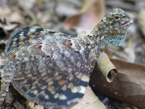 Draco Lizard Physical Traits