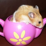 How Hamsters Store So Much Food in Their Cheeks