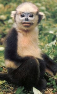 Tonkin Snub-Nosed Monkey Facts, Endangered Primates
