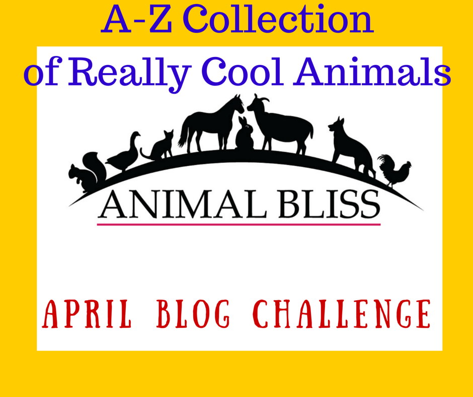 A-Z Animals: 26 Fascinating and Exotic Animals You've Never Heard Of