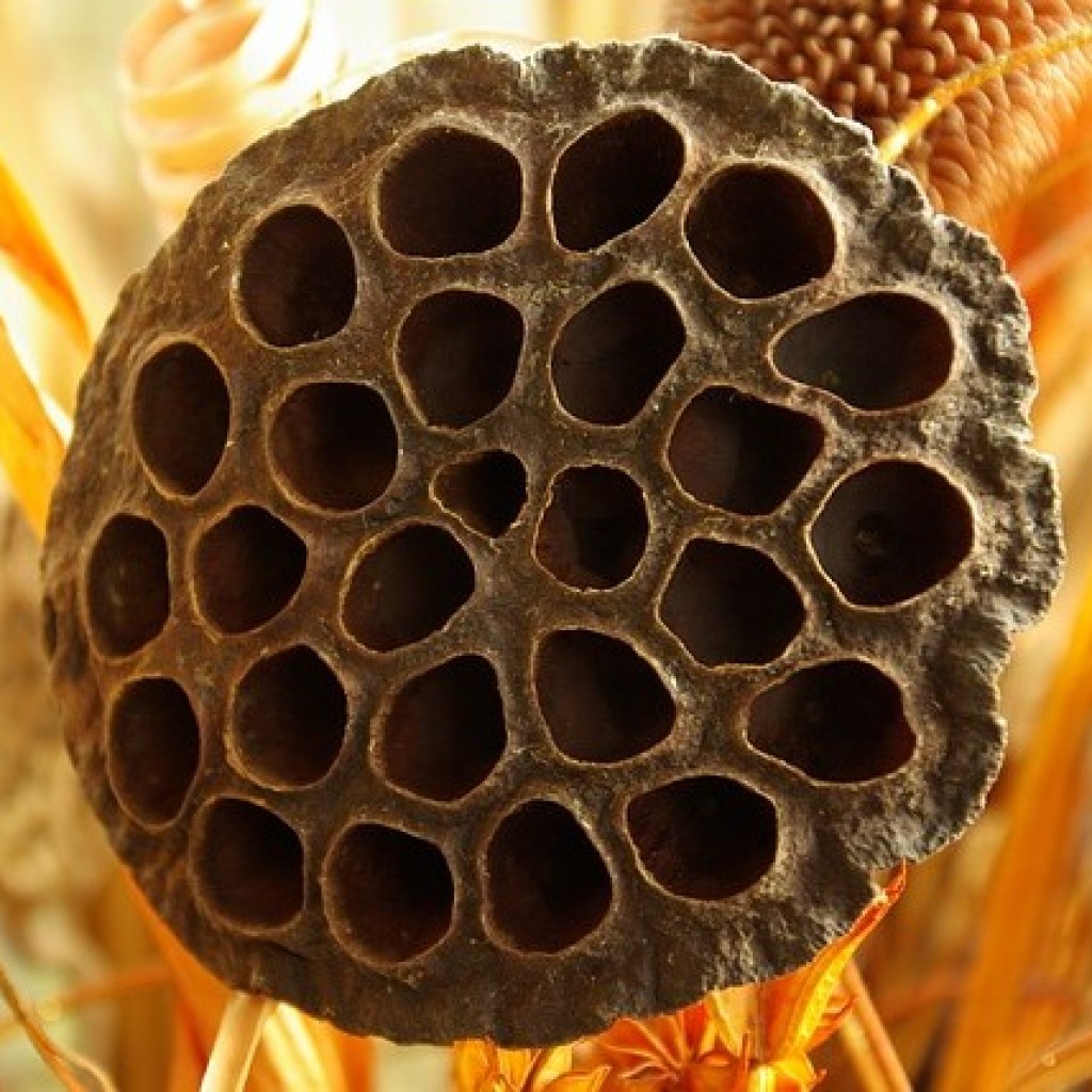 Freaky Suriname Toad Birth, a Trypophobic's Worst Nightmare