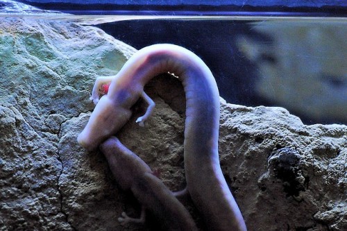O is for Olm Blind Cave Salamander : A-Z of Cool Animals
