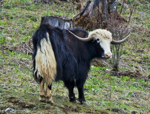 34 Interesting Facts about Yaks