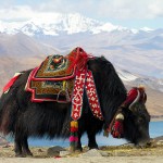 34 Interesting Facts about Yaks - Animal Bliss