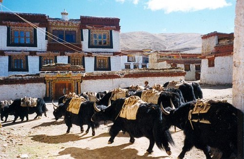 34 Interesting Facts about Yaks - Animal Bliss