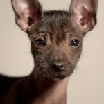 X is for Xoloitzcuintli (Mexican Hairless Dog), A-Z Collection