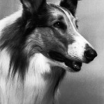 The Story of Lassie : Iconic Collie Dog