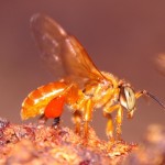 What is Propolis : Is it Good for My Dog?