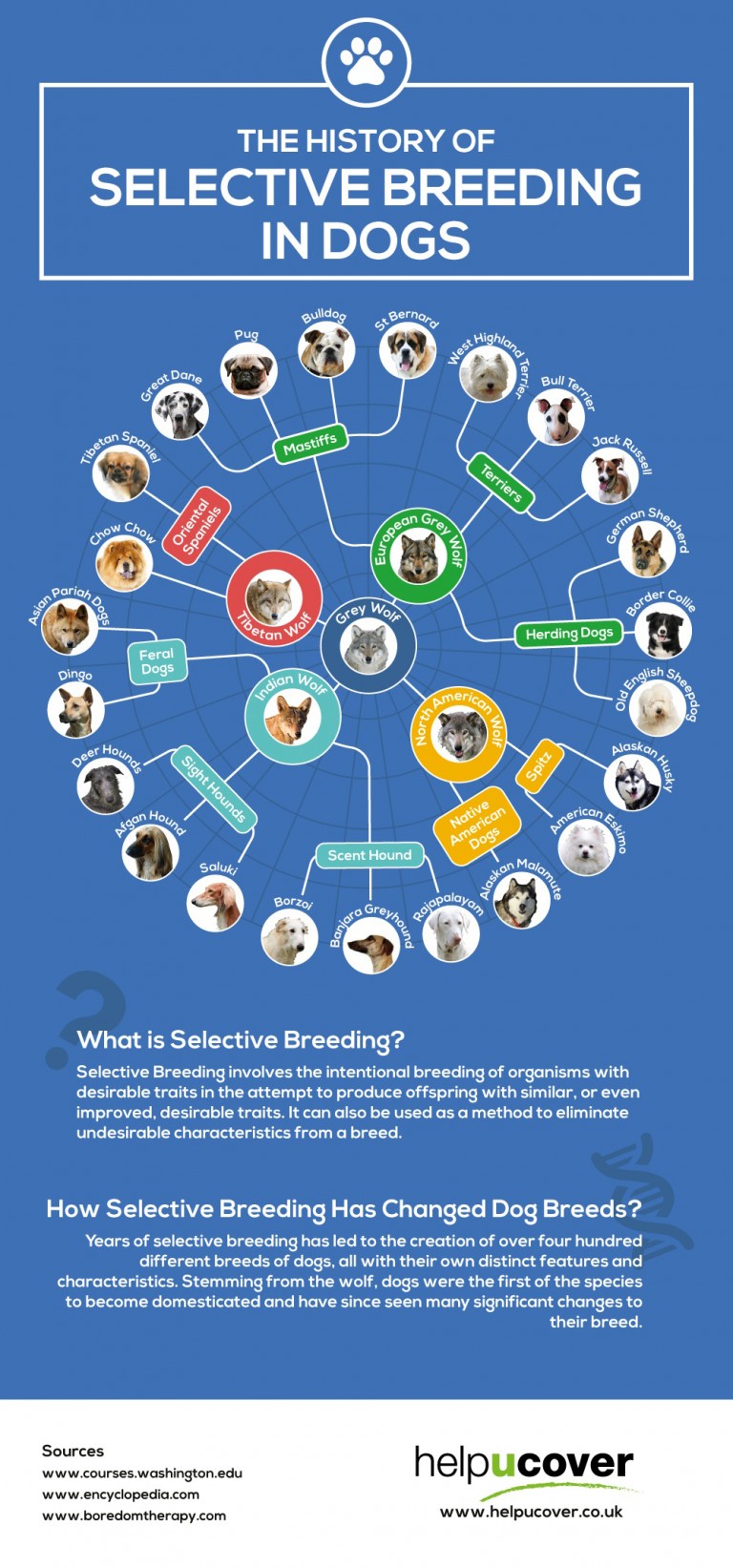 History of Selective Breeding in Dogs, Dog Breed Infographic