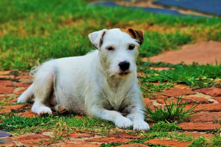 Teaching Your Dog Who is Alpha, Obedience Training