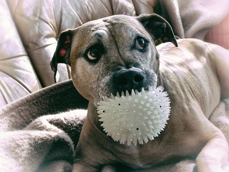 Top Tips For Pitbull Owners