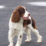 Spaniel Dog Breed Explained: What is a Spaniel?