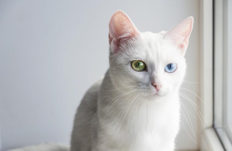 10 Unique Cat Breeds: Most Unusual-Looking Cats