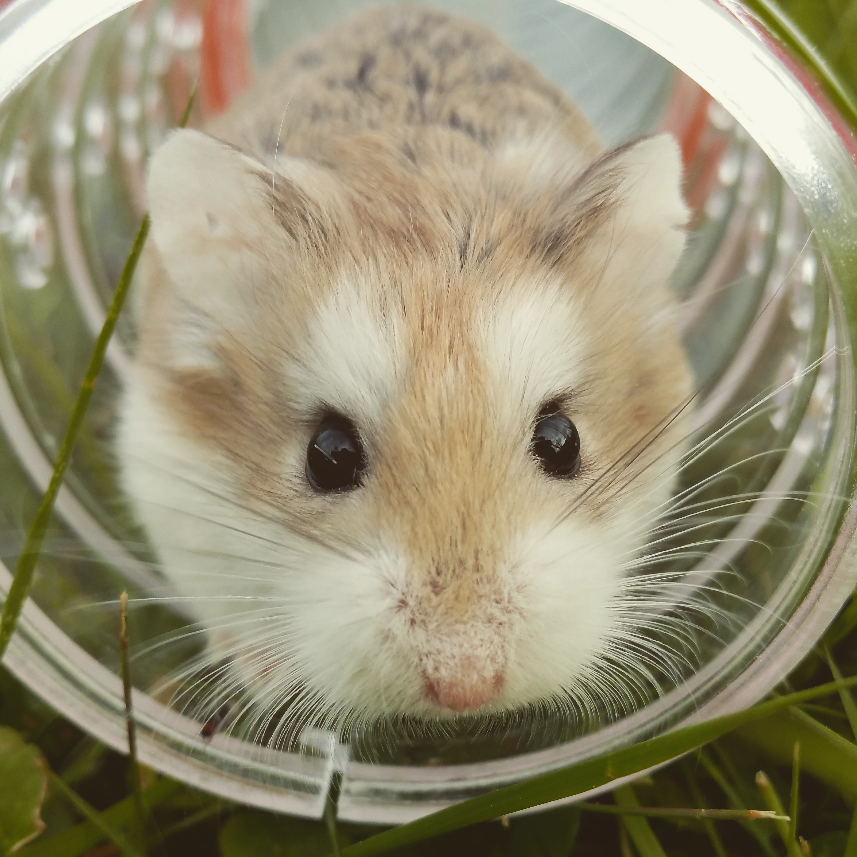13 Pet Sitting Tips to Get Your Side-Hustle Started - Animal Bliss
