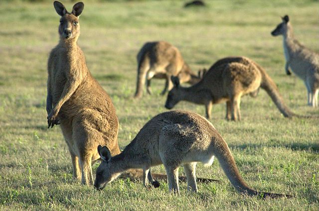 10 Fun Facts About Kangaroos You May Not Know