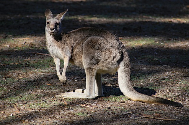 10 Fun Facts About Kangaroos You May Not Know