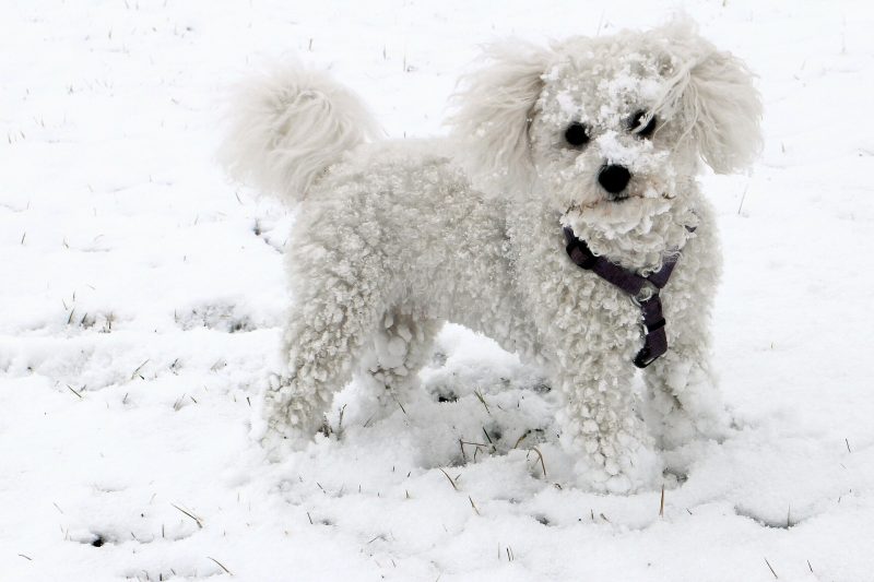 8 Adorable Toy Dog Breeds to Brighten Your Day