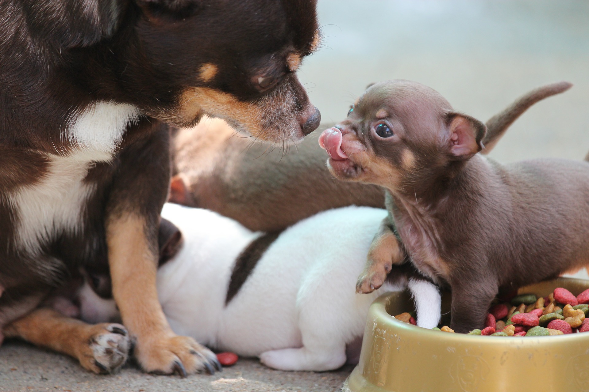 8 Adorable Toy Dog Breeds to Brighten Your Day