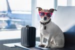 Flying With Your Dog: Things to Know When Traveling With Fido