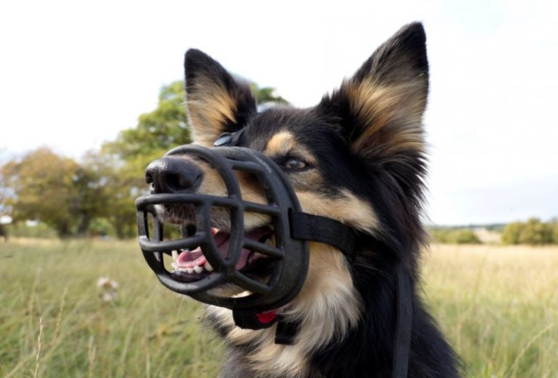 Vicious Canine: Why You Need to Take Legal Action After a Dog Bite