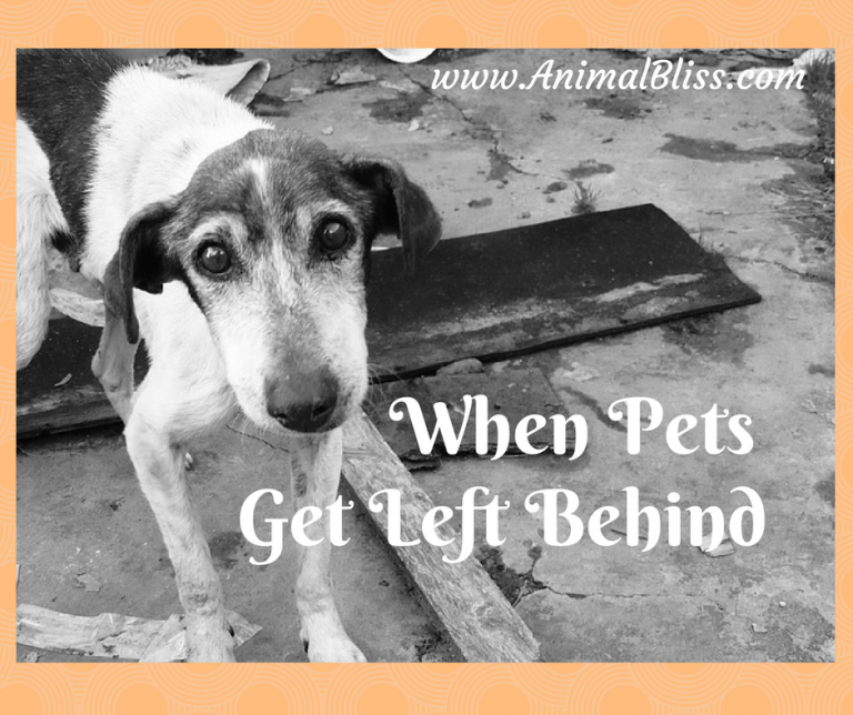 When Pets Get Left Behind, How You Can Help
