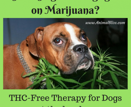 Animal Bliss Woo-hoo! (A very cool blog about animals - wildlife ...