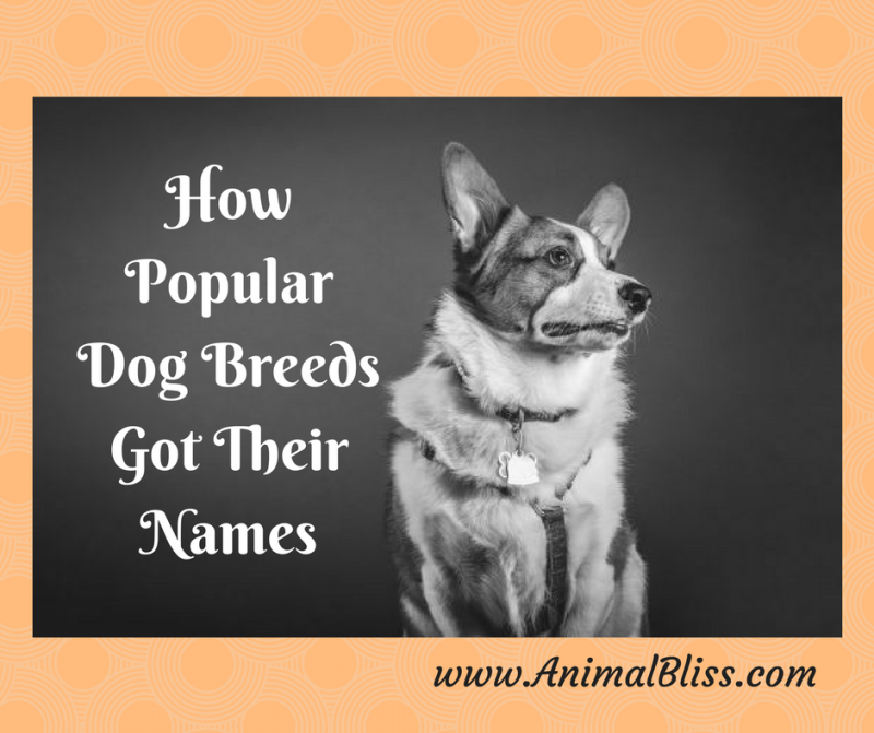 How Popular Dog Breeds Got Their Names [Infographic]