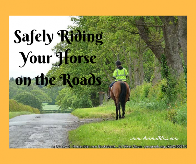Safely Riding Your Horse on the Roads - Rules to Apply