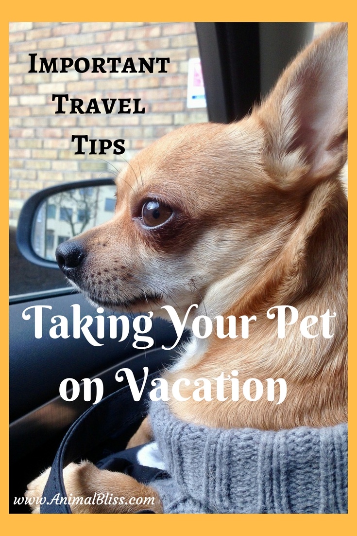 Taking Your Pet on Vacation - Important Travel Tips