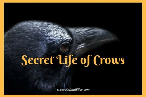Secret Life of Crows [Infographic] - Intelligent Bird Species