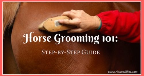 Guide to Horse Grooming 101: Step-by-Step Guide [Infographic]