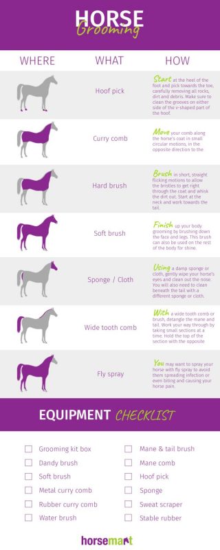 Guide to Horse Grooming 101: Step-by-Step Guide [Infographic]