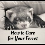 10 Fun Ferret Facts - Their Domestication and Behavior
