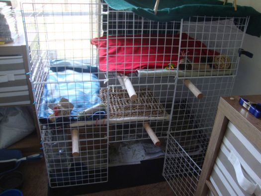 How to Build An Indoor Rabbit Enclosure - DIY Bunny Hutch