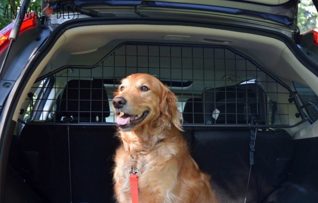 Preparing for a Road Trip with Your Dog - Animal Bliss
