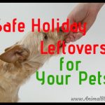 Dogs and Chicken Bones: Is it Safe for Dogs to Eat Chicken Bones?