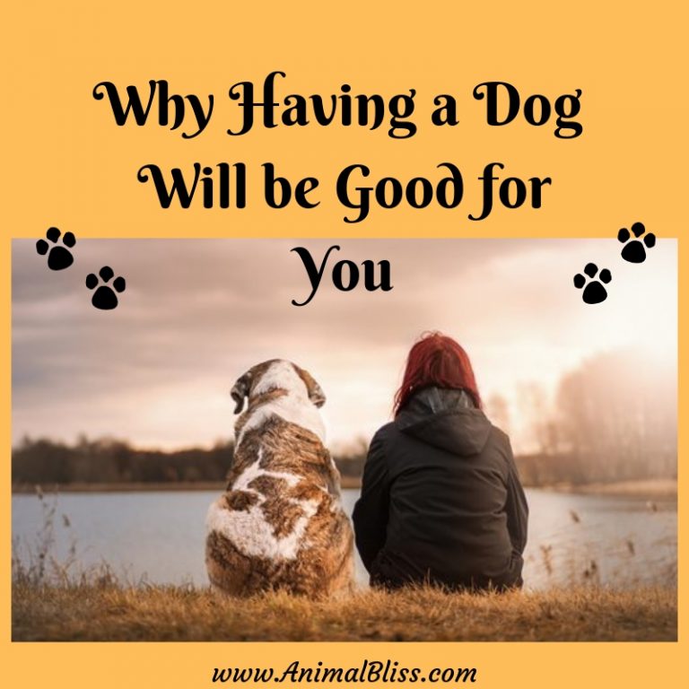 Having a Dog Will Be Good for You - You'll See!
