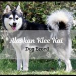 Raising an American Eskimo Puppy, Dog Breed Training