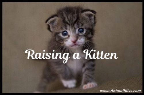 23 Tips for Raising a Kitten - Animal Bliss