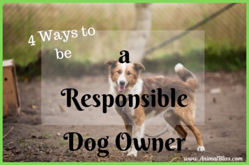 Getting a Dog? 4 Ways to be a Responsible Dog Owner