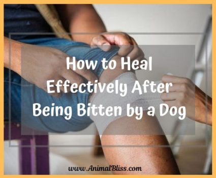 How to Heal Effectively After Being Bitten by a Dog