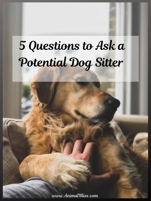 5 Questions To Ask A Potential Dog Sitter